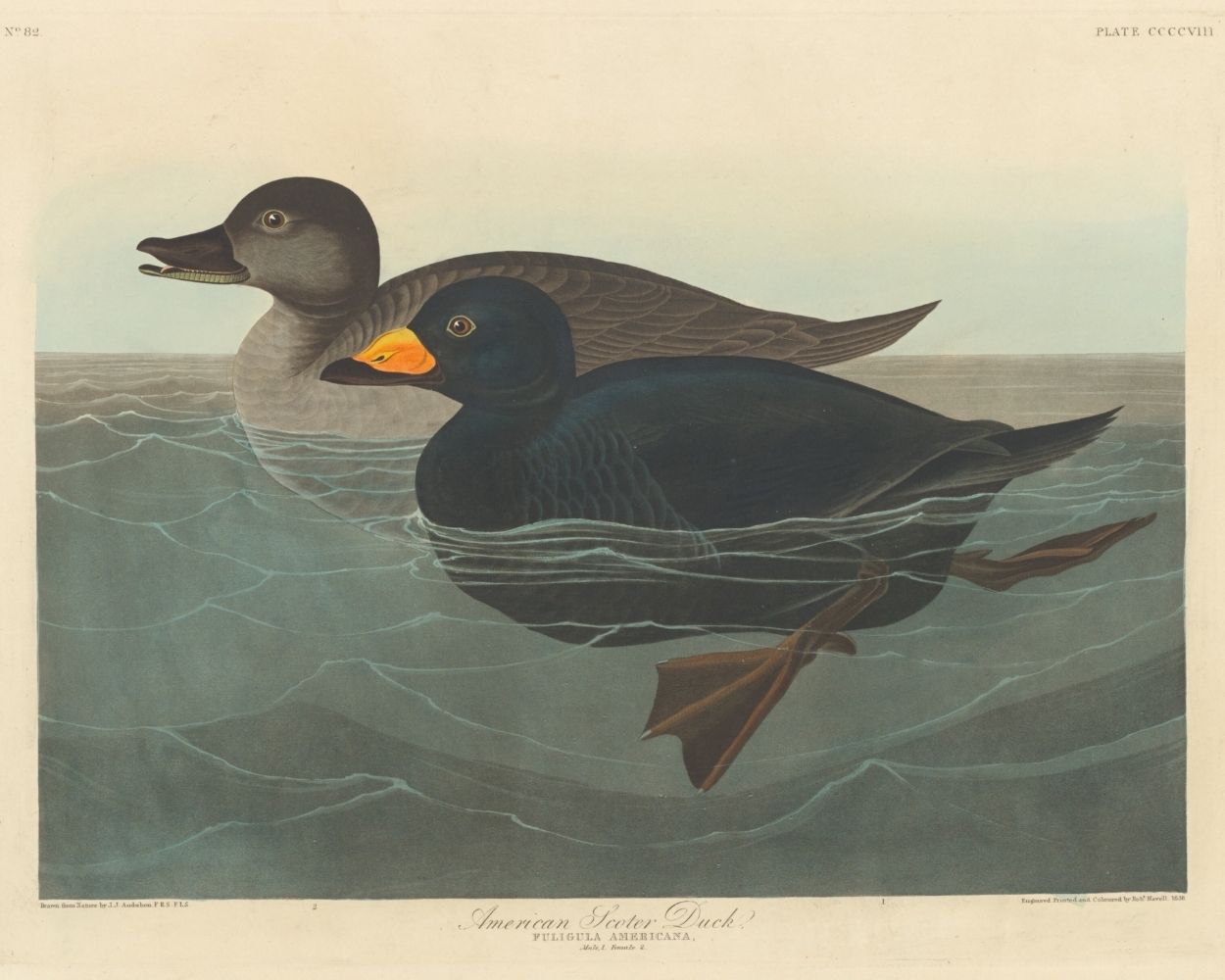 Nursery Art Prints: Vintage Ducks (Free Downloads) - Hello Honeycomb