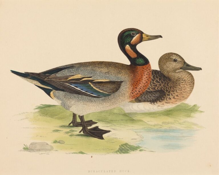 Nursery Art Prints: Vintage Ducks (Free Downloads) - Hello Honeycomb